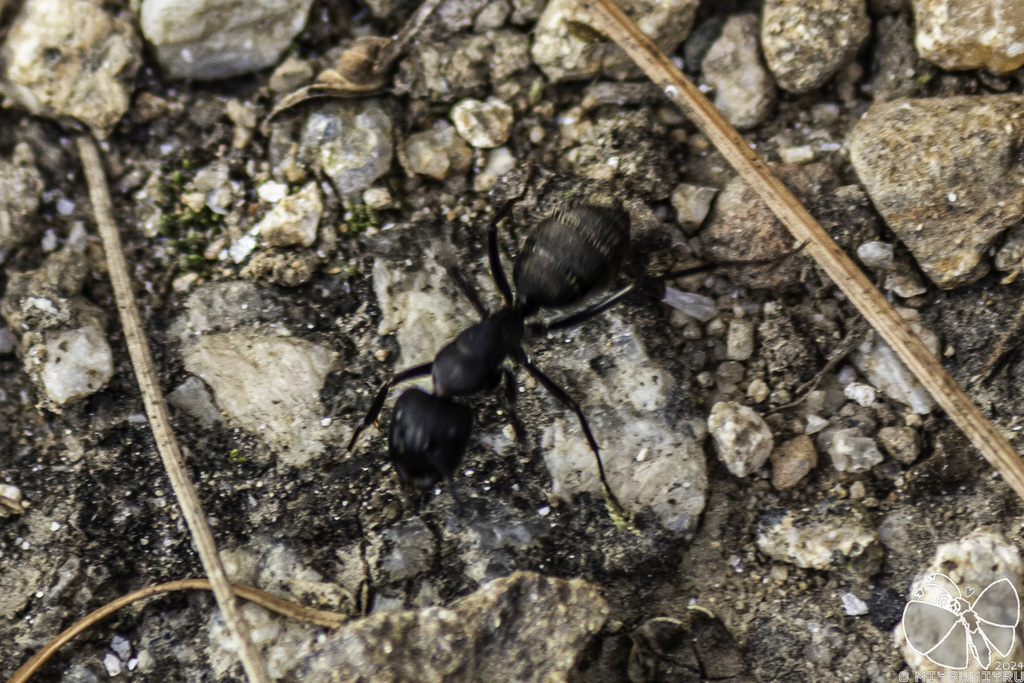 Japanese Carpenter Ant in November 2024 by Miyrumiyru · iNaturalist