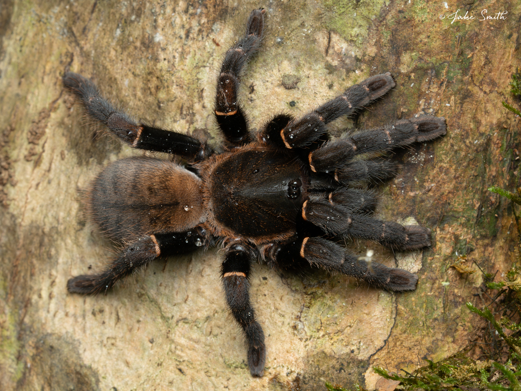 Southeast Asian Tarantulas in December 2024 by Jake Smith · iNaturalist