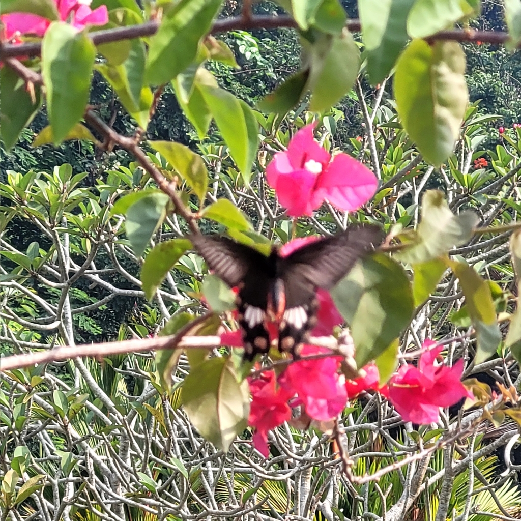 Common Rose Swallowtail from Irumpanam, Thrippunithura, Ernakulam ...
