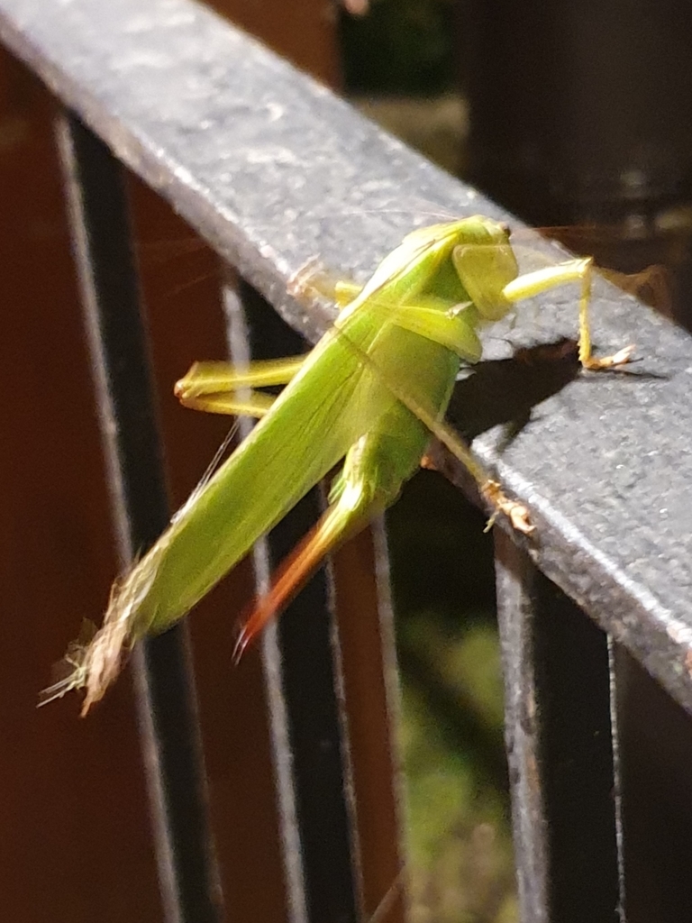 Great Green Bush-cricket from 29010 Arcello PC, Italia on July 25, 2019 ...