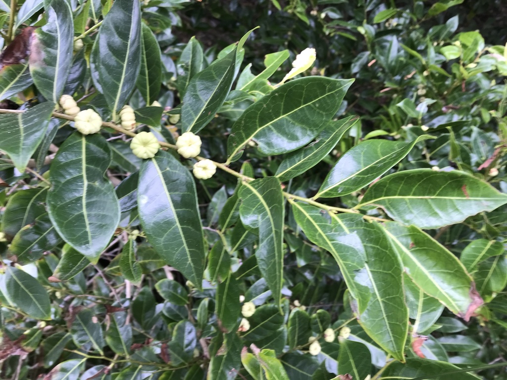 common acronychia from Lilli Pilli Rd, Lilli Pilli, NSW, AU on January ...