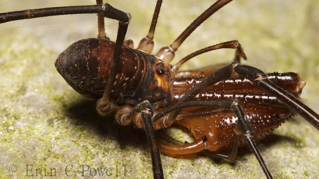 Forsteropsalis fabulosa from Catlins Forest Park, New Zealand on ...