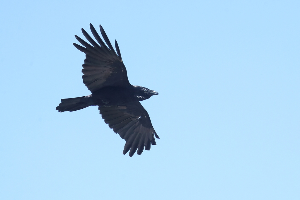 Torresian Crow in December 2024 by Todd Burrows · iNaturalist