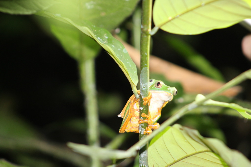 Barred Monkey Frog from Manaus - State of Amazonas, Brazil on August 20 ...