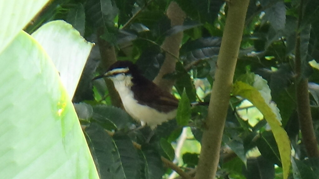 Bicolored Wren from Manaure, Cesar, Colombia on November 22, 2024 at 09 ...