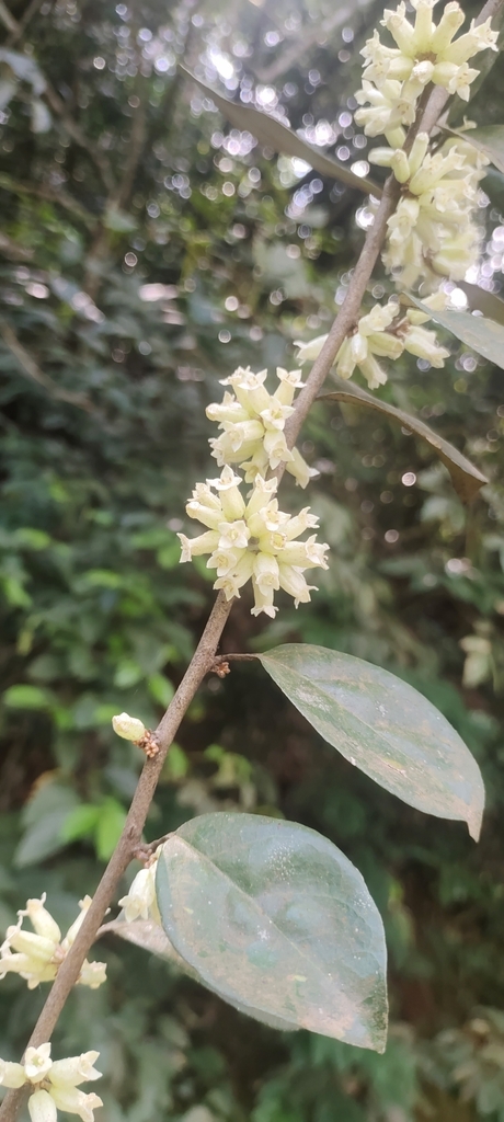 Elaeagnus conferta from Bannige, Karnataka 581340, India on December 7 ...