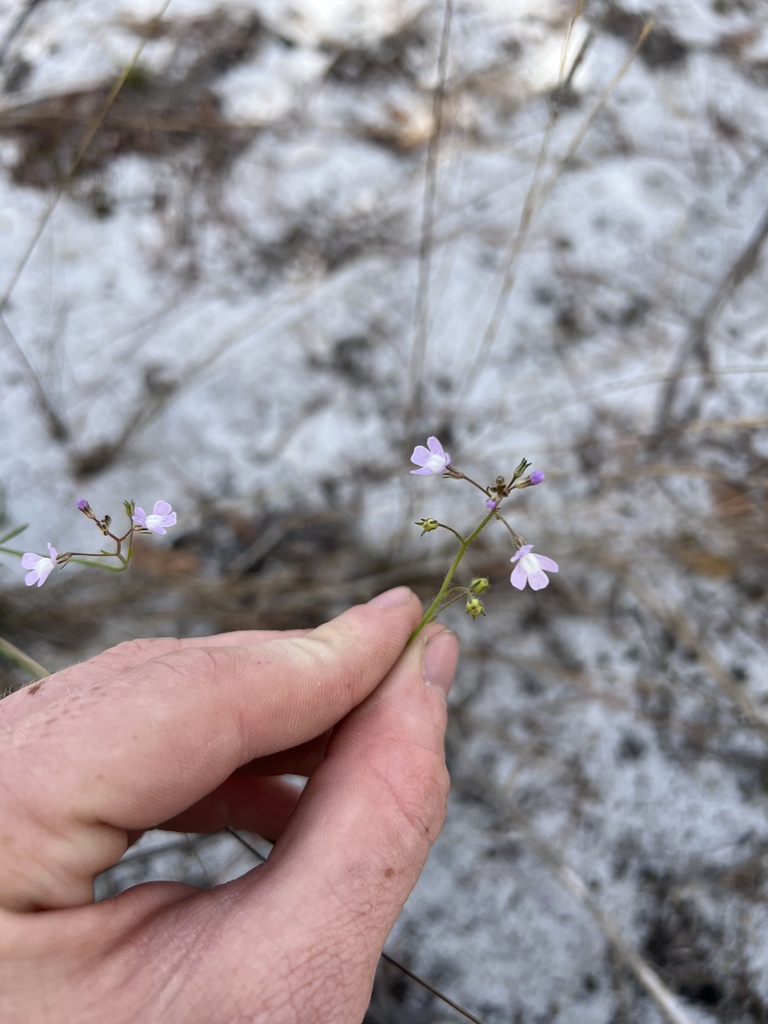 Florida toadflax in January 2025 by Aiden Clark · iNaturalist