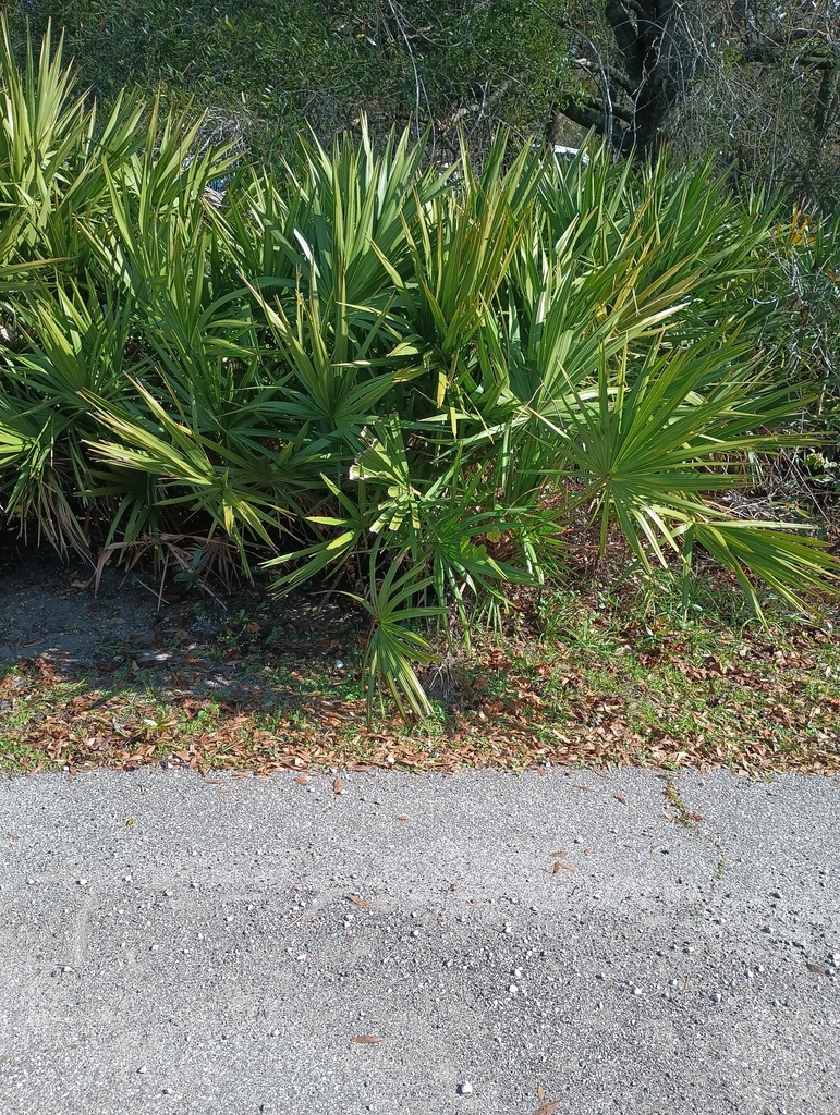saw palmetto from Four Corners, FL, USA on January 2, 2025 at 12:55 PM ...