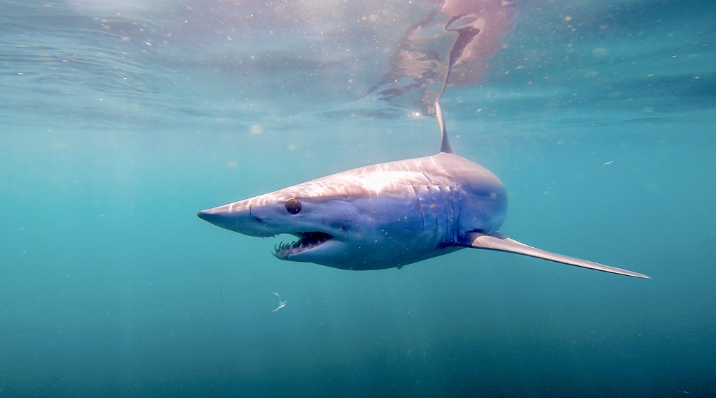 Shortfin Mako in June 2024 by Tomas Koeck. On assignment with Atlantic ...