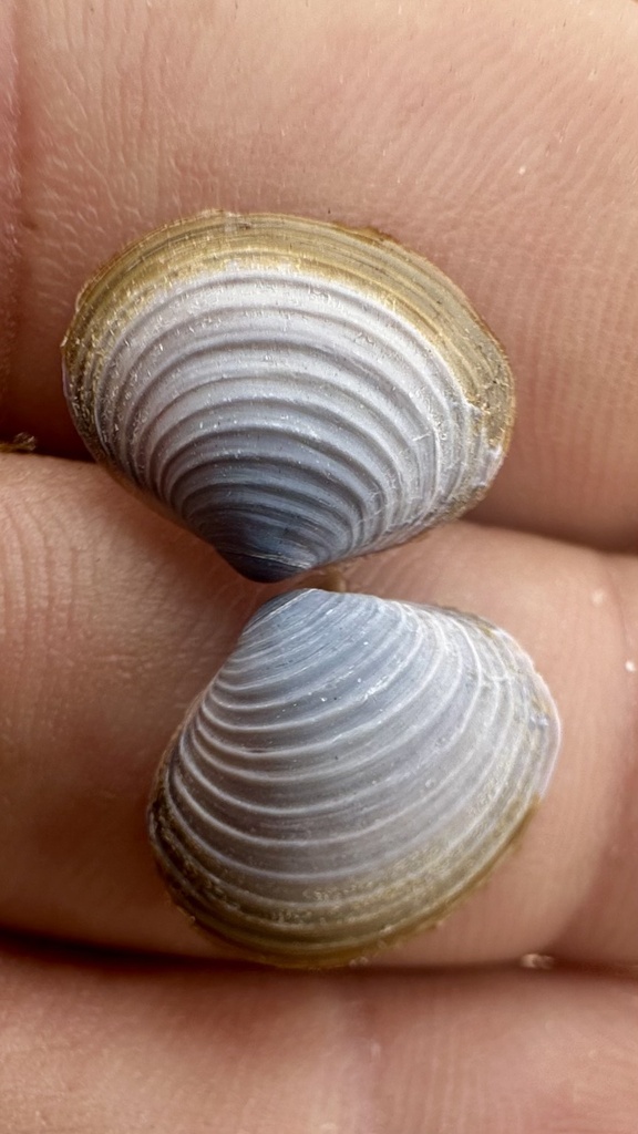 Purple-Nacre Clam from Kingsland, TX, US on January 2, 2025 at 12:44 PM ...