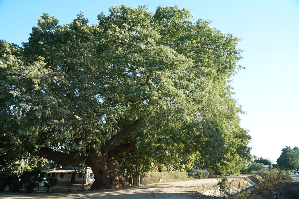 elephant ear tree from 80348 Cinco de Mayo, Sin., México on January 01 ...