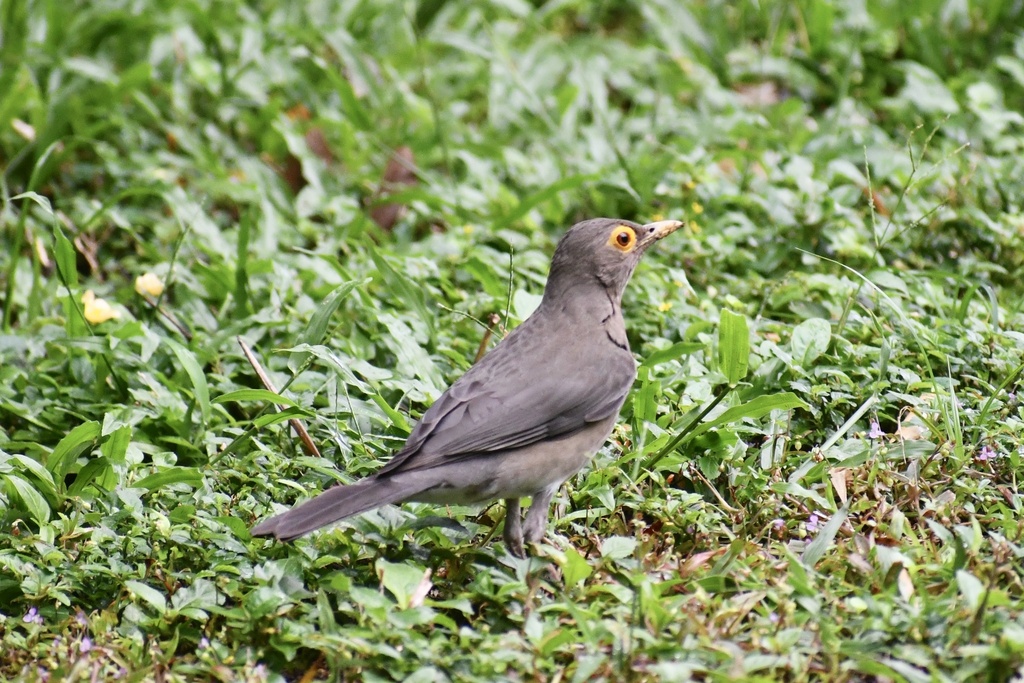 Spectacled Thrush from Royal Botanic Gardens, Trinidad, Port of Spain ...