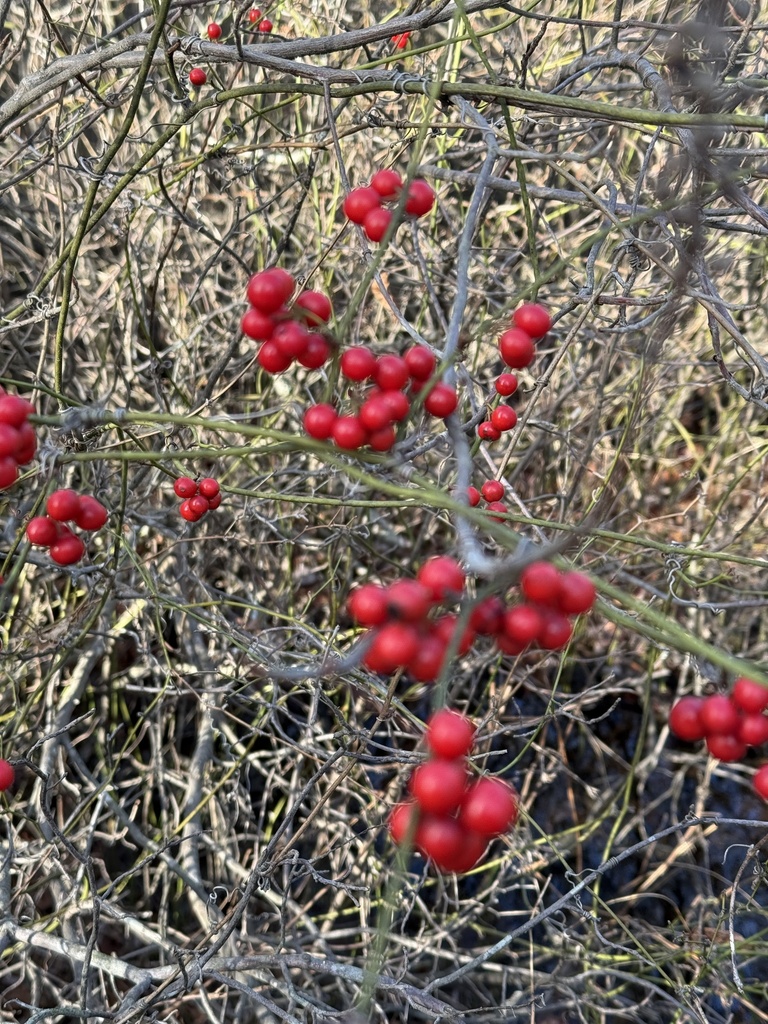 Coral Greenbrier from Sandy Causeway Rd, Atco, NJ, US on January 2 ...