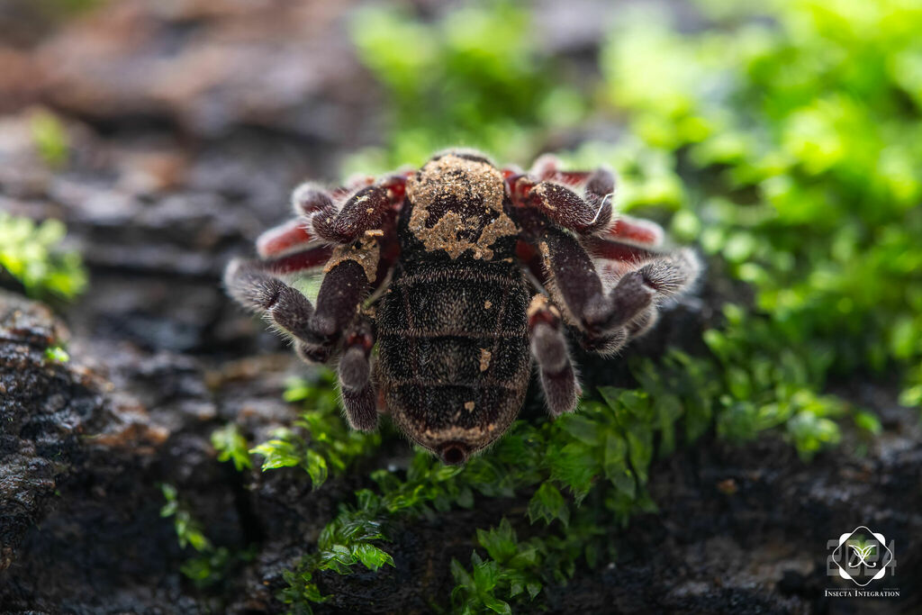 Cryptocellus from 哥斯达黎加埃雷迪亚萨拉皮基 on December 25, 2024 at 09:18 PM by ...