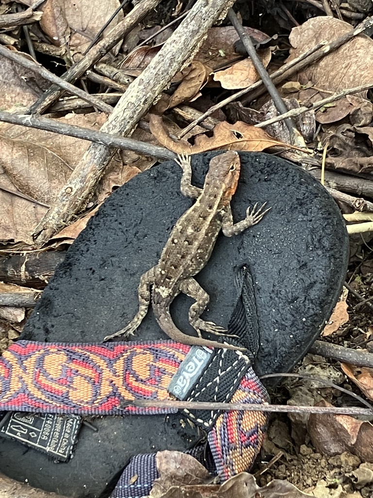 Rose-bellied Lizard from Calle Punta Ballena, Carrillo, Guanacaste, CR ...