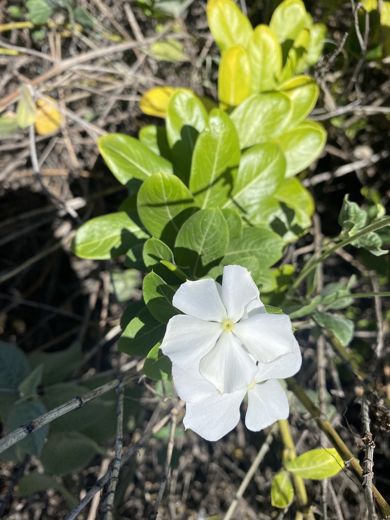 Madagascar Periwinkle from Waihe‘e Coastal Dunes & Wetlands Refuge ...