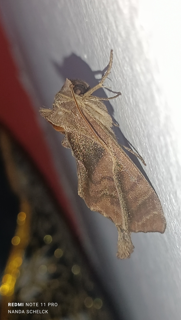 Crinodes huebneri from Santa Tereza, Miracema - RJ, 28460-000, Brasil ...
