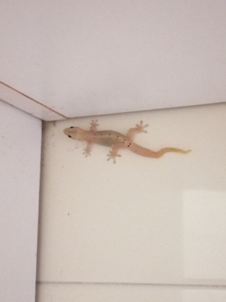 Mourning Gecko from Rio Vermelho, Salvador - BA, 41940-270, Brasil on ...