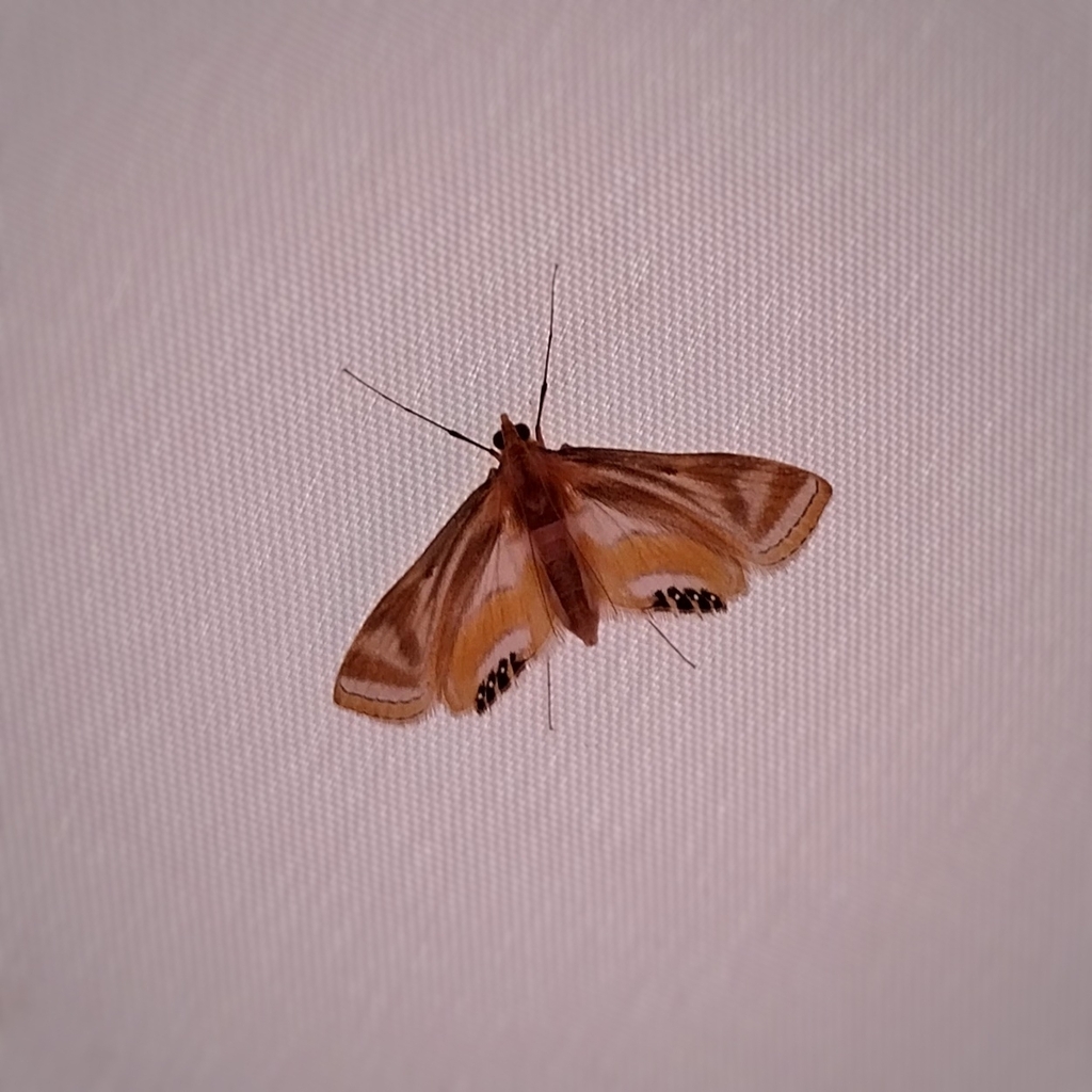 China-mark Moths from G2QC+QM, Kunnathidavaka, Pookode, Kerala 673576 ...