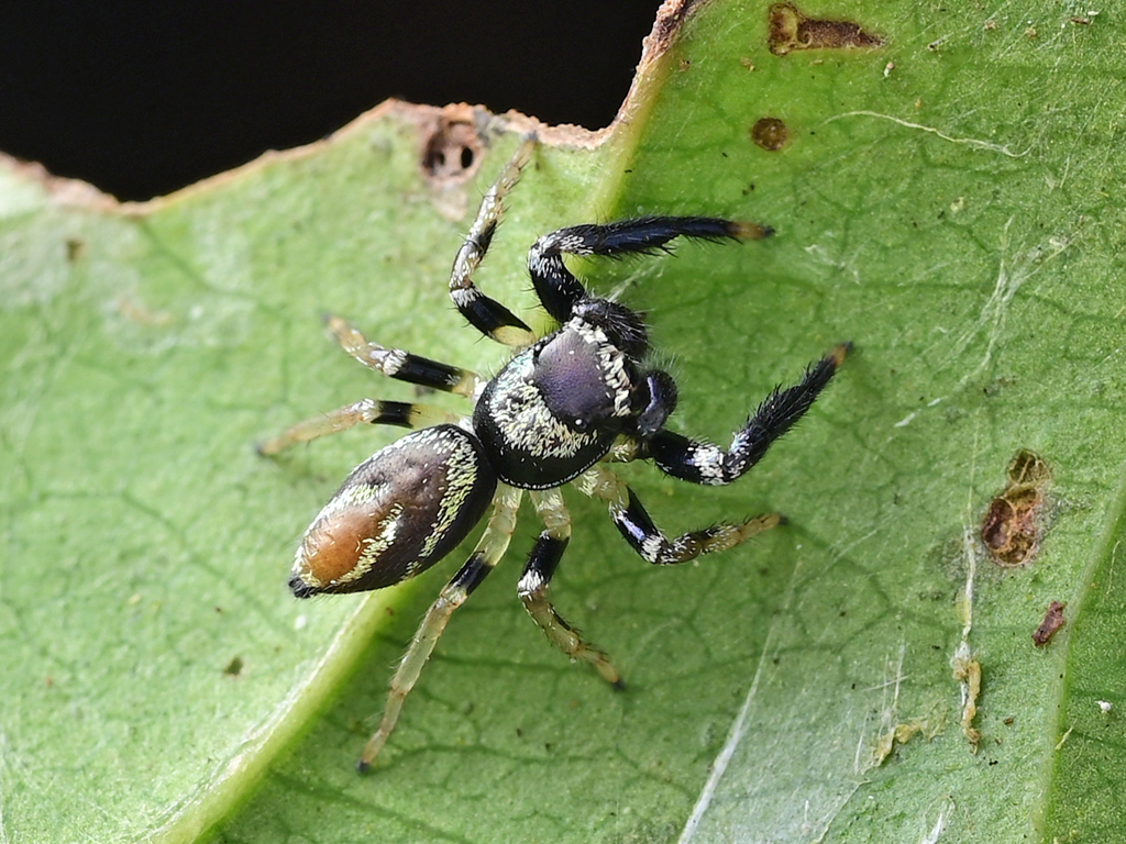 Metallic blue jumper from 中国云南省西双版纳傣族自治州勐腊县 on January 02, 2025 at 05: ...