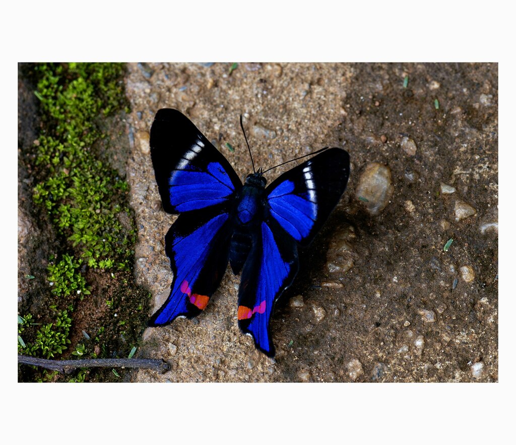 Periander Metalmark from Jardim Botânico, Brasília - DF, Brasil on ...