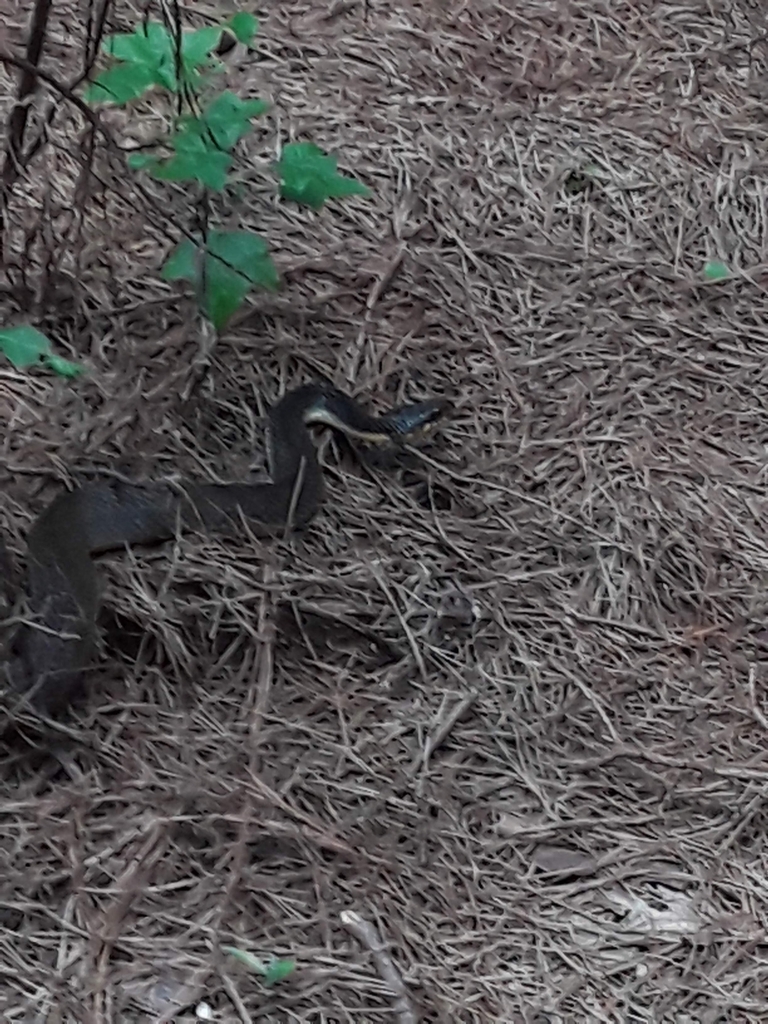 Plain-bellied Watersnake from Holly Springs, NC 27540, USA on August 12 ...