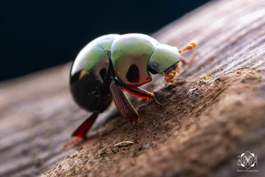 Pill Scarab Beetles from Heredia, Sarapiquí, Barrio Flaminia, 哥斯达黎加 on ...