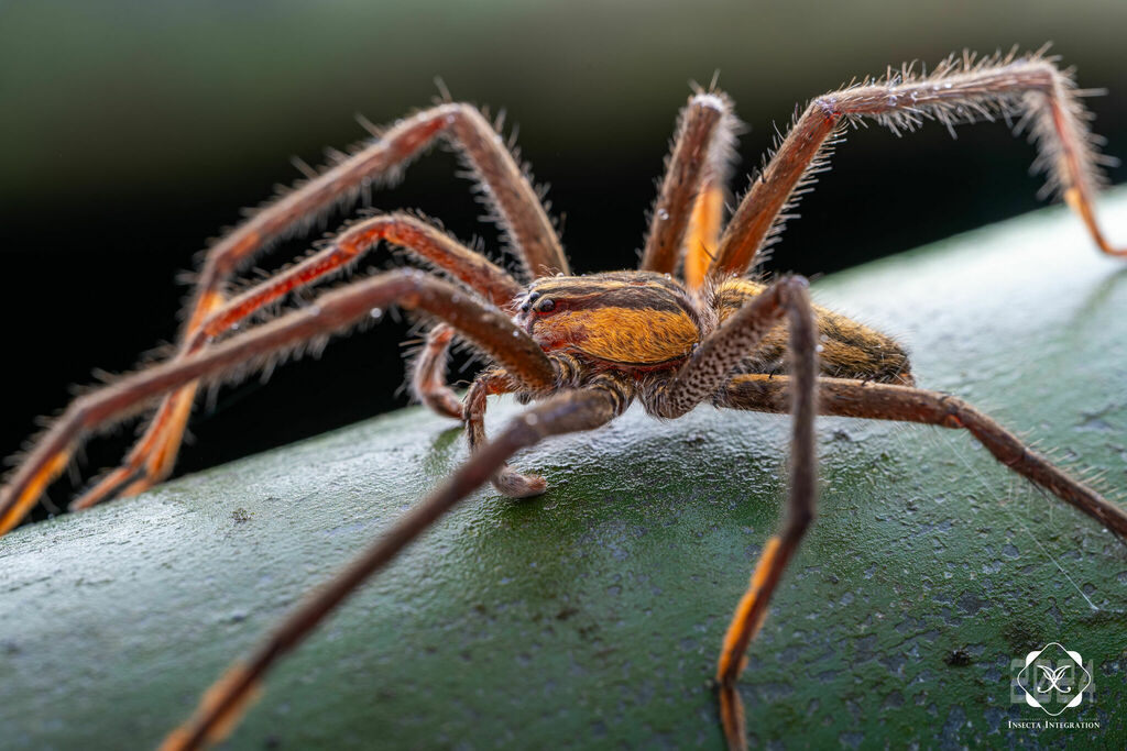 Spot-legged Bromeliad Spider from 哥斯达黎加埃雷迪亚萨拉皮基 on December 26, 2024 at ...