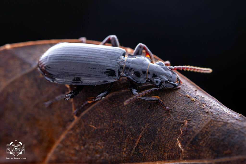 Ozaenini from 哥斯达黎加埃雷迪亚萨拉皮基 on December 26, 2024 at 11:32 PM by Winsten ...