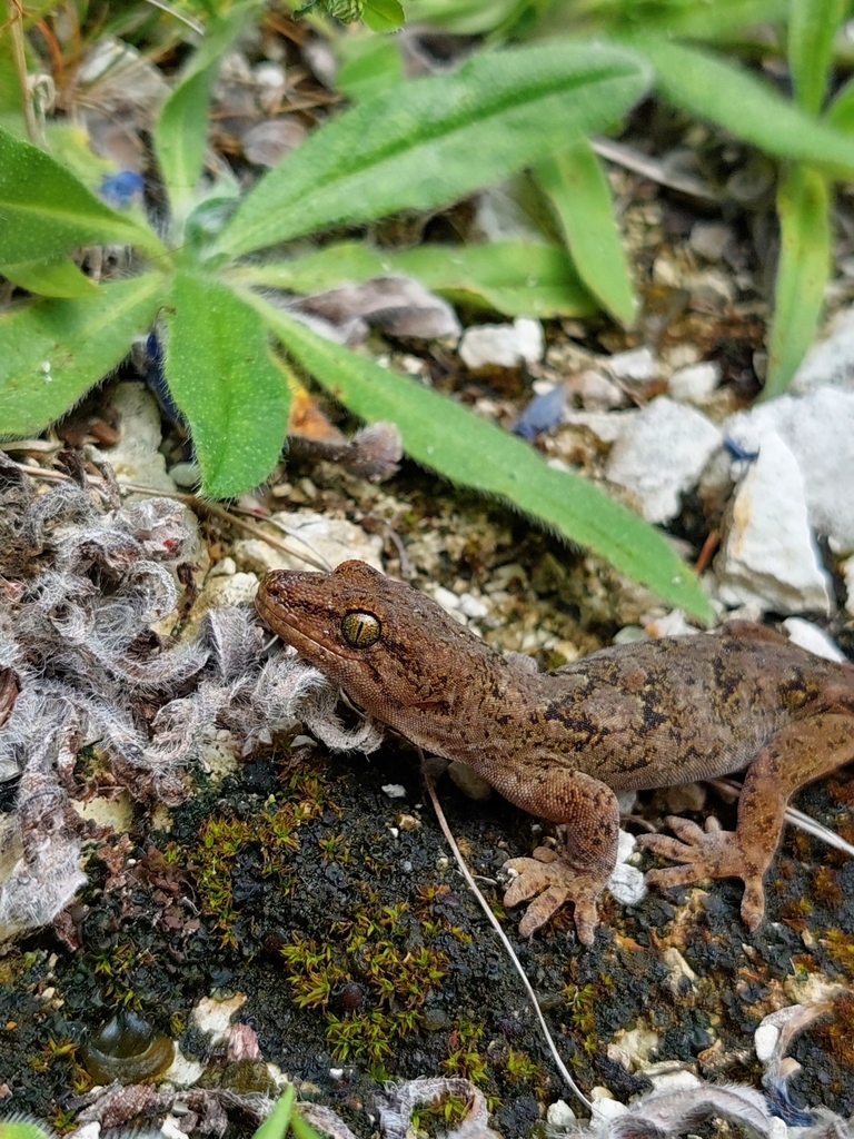 Waitaha Gecko in January 2025 by Alexis Dekeyne · iNaturalist