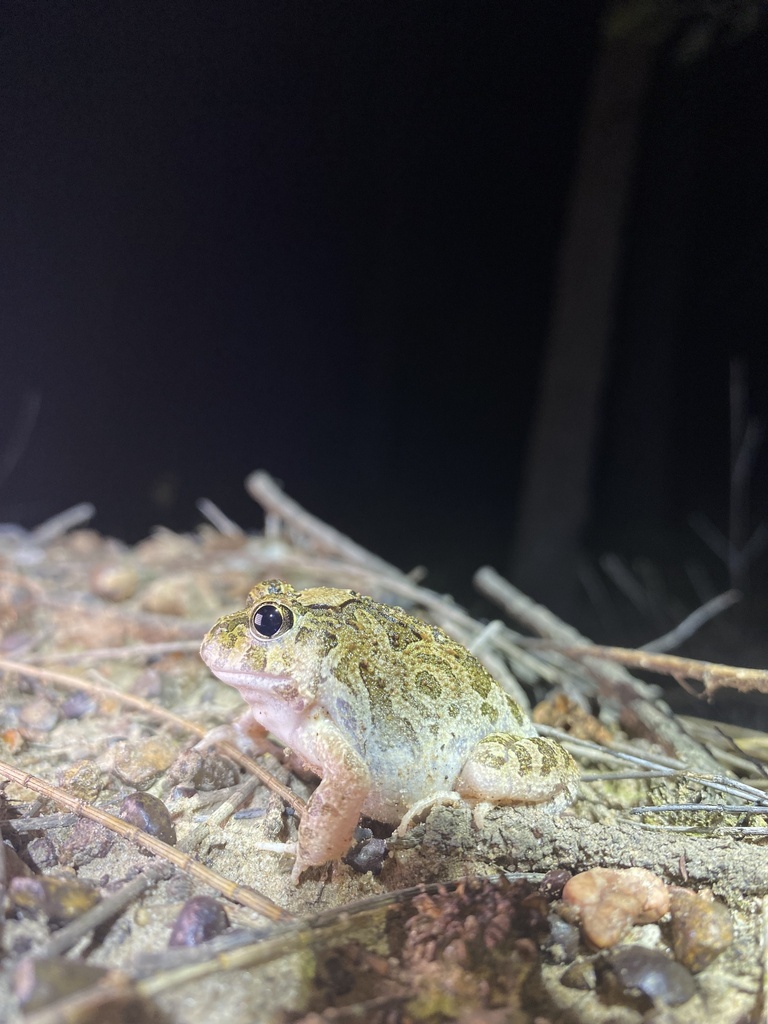 Ornate Burrowing Frog from Lake Broadwater Conservation Park, Nandi ...