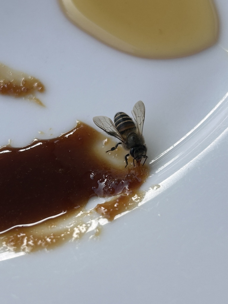 Asian Honey Bee from Pokhara, Gandaki, NP on January 2, 2025 at 09:39 ...