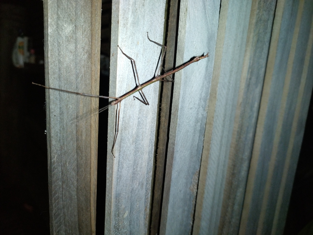 Smooth Stick Insect in January 2025 by Luther Hare · iNaturalist
