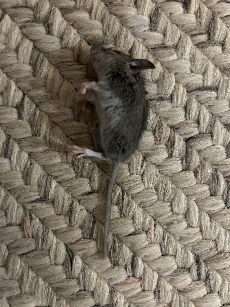 White-footed Mouse from Thornbrook Rd, Ellicott City, MD, US on January ...