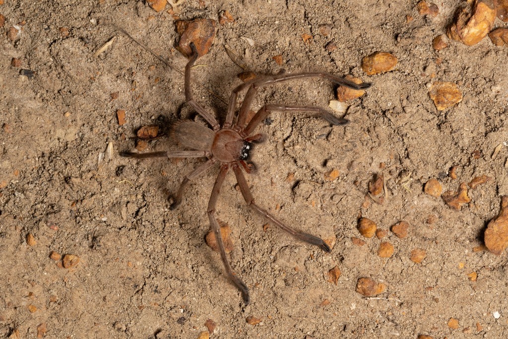Social Huntsman Spider from Grass Patch WA 6446, Australia on January 2 ...