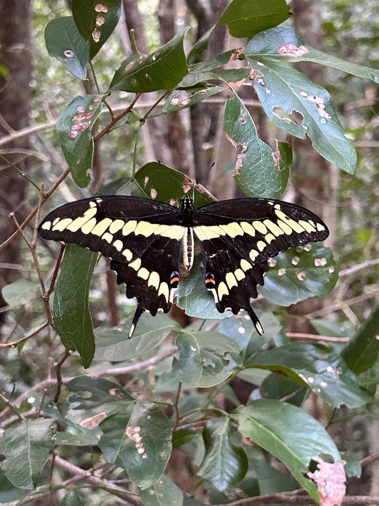 Eastern Giant Swallowtail from Dagny Johnson Key Largo Hammock ...