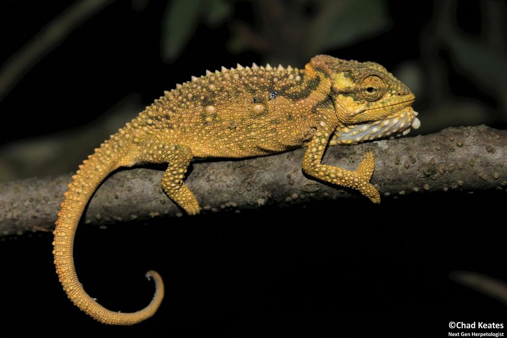 Natal Midland Dwarf Chamaeleon in December 2016 by Chad Keates ...