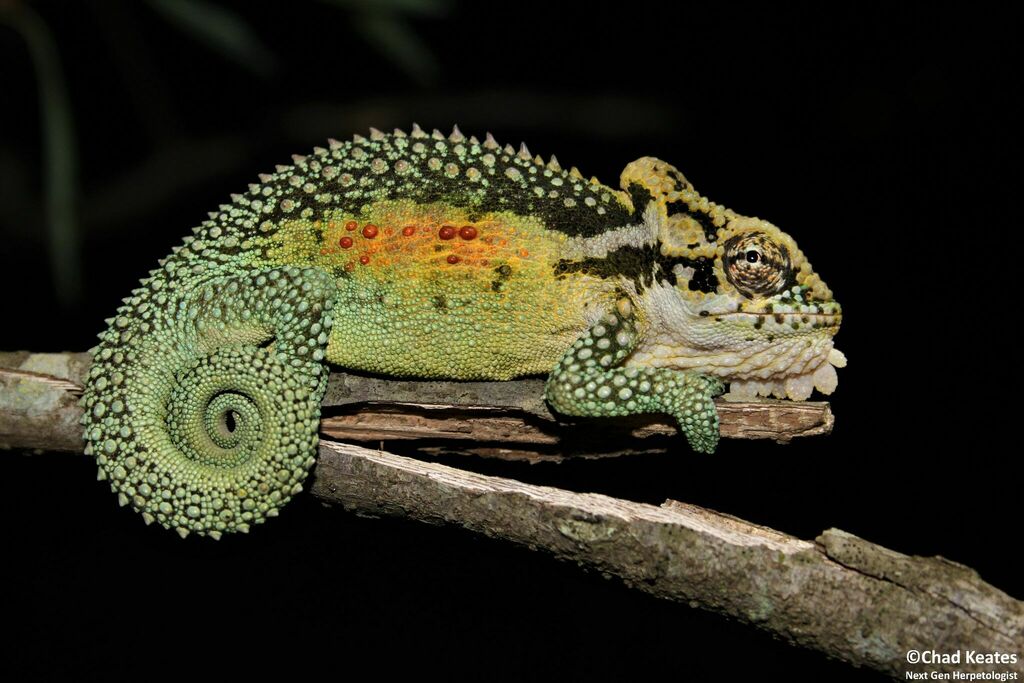 Natal Midland Dwarf Chamaeleon in December 2016 by Chad Keates ...