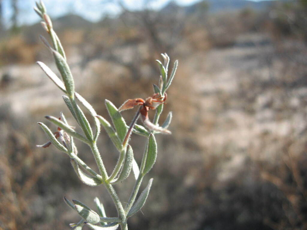 White Rhatany in January 2009 by Margarita Barba · iNaturalist