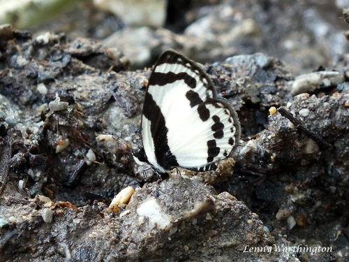 Subespecie Caleta roxus pothus · iNaturalist Ecuador