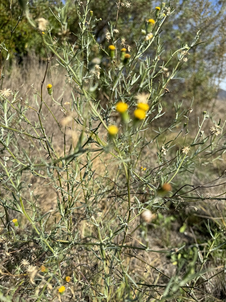 Senecio angustifolius from Marine Corps Base Camp Pendleton, Fallbrook ...