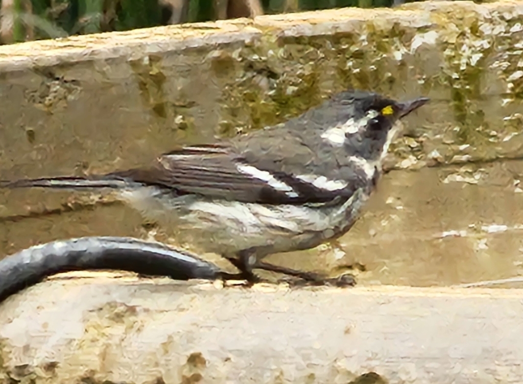 Black-throated Gray Warbler from Cabecera Municipal, 66000 García, N.L ...