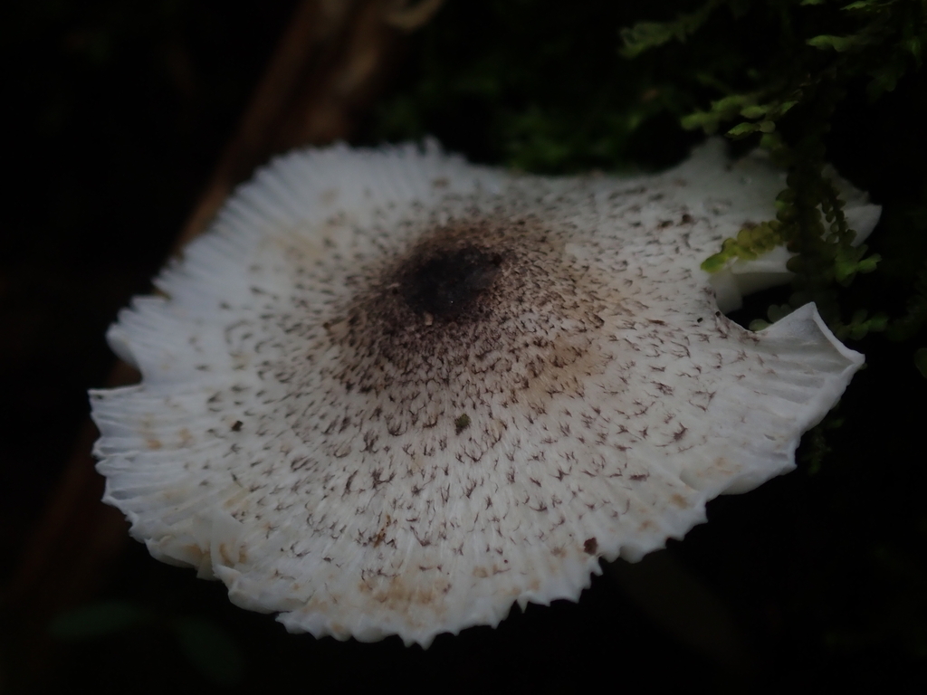 Skullcap Dapperling from Santo Domingo Canton, Ecuador on December 18 ...