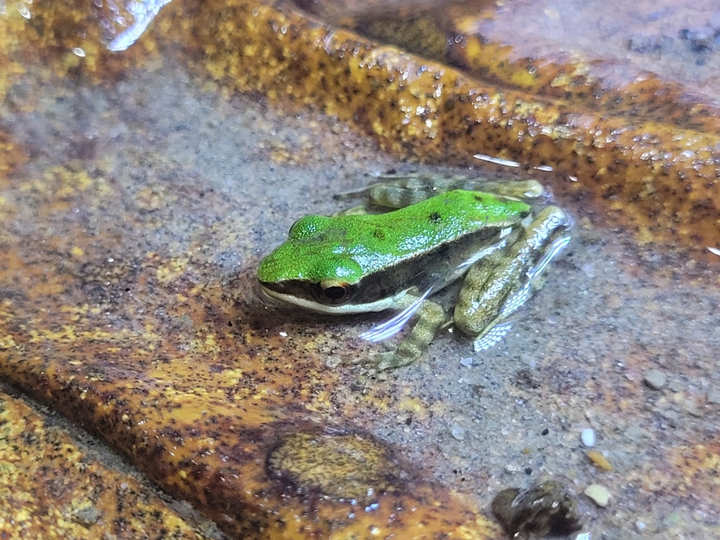 Poisonous Rock Frog from Bang Pru, 84250, Таиланд on January 3, 2025 at ...