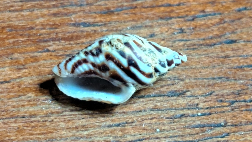 Merchant Dove Shell from Brasil on December 11, 2024 at 09:33 AM by ...