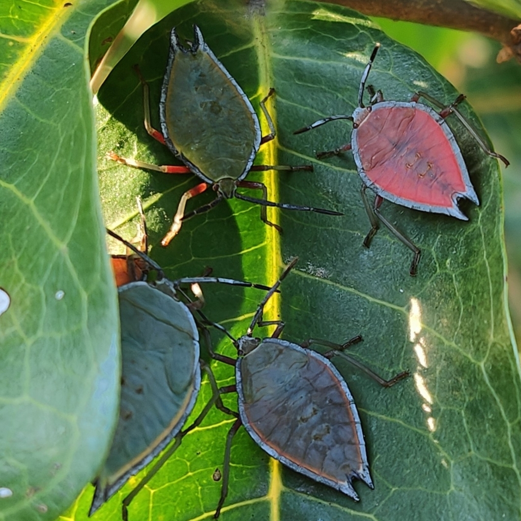 Lychee Stink Bug from Greenhills Beach NSW 2230, Australia on January 4 ...