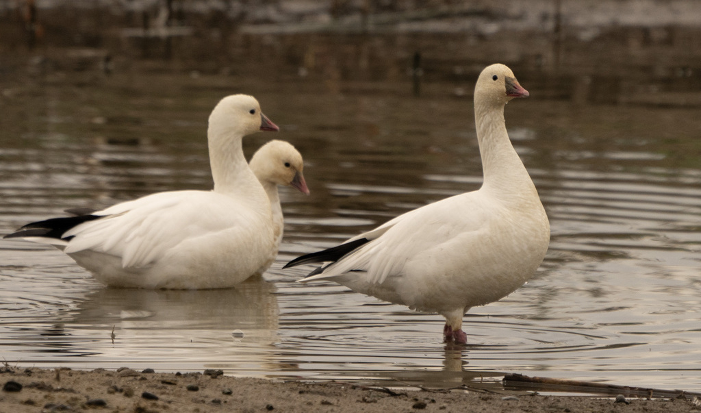 Ross's Goose from Glenn County, CA, USA on January 1, 2025 at 11:42 AM ...
