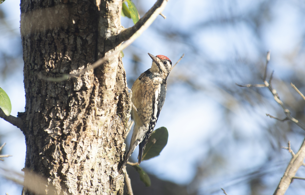 Yellow-bellied Sapsucker from Palm Beach County, FL, USA on January 3 ...