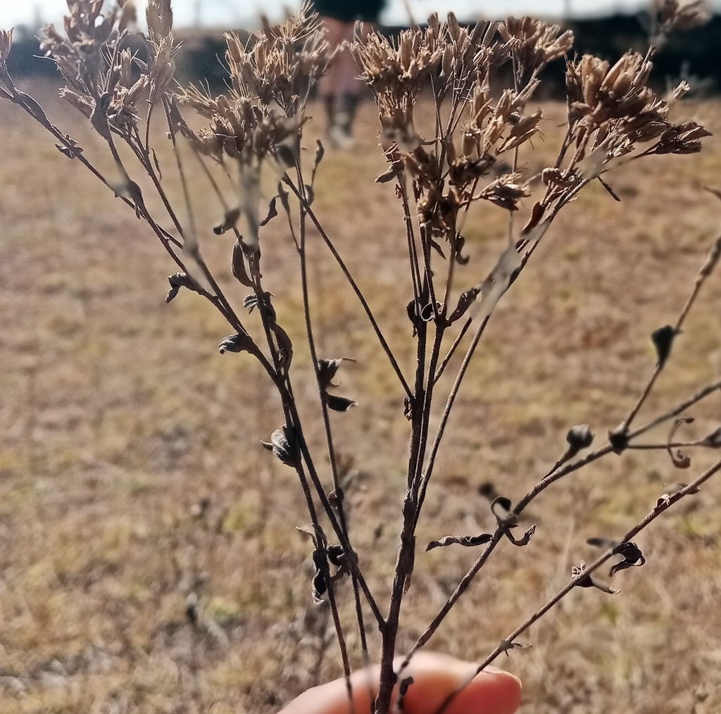 Sawtooth Candyleaf from Laguna de Servín on February 11, 2024 at 03:19 ...