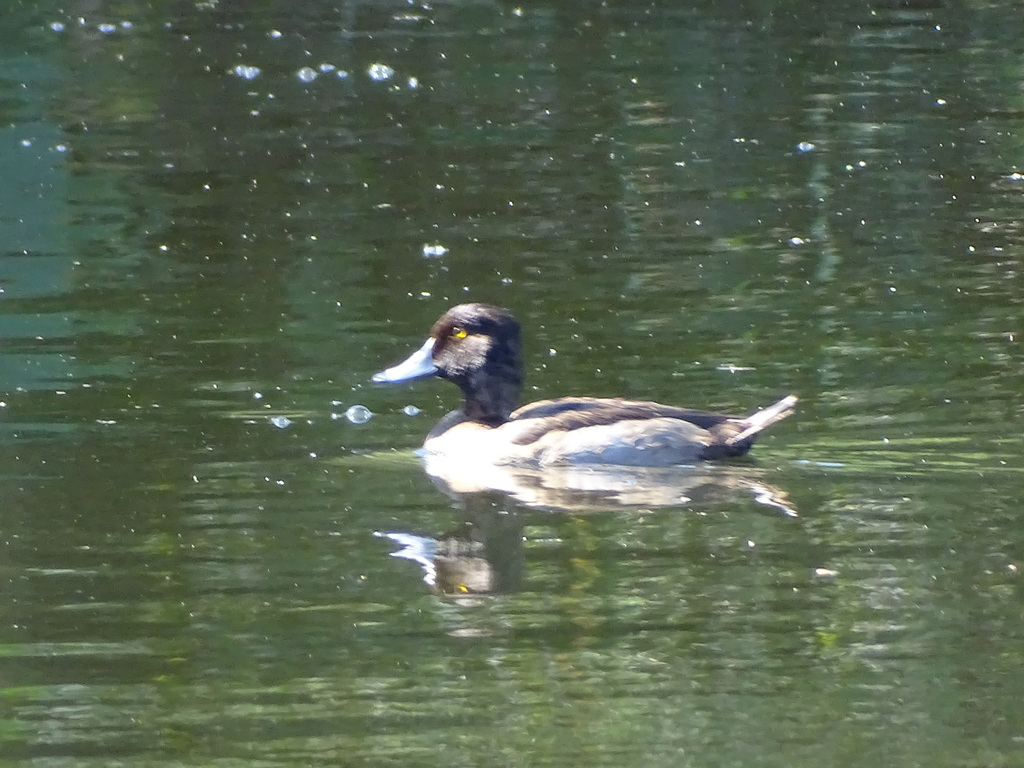 Ring-necked Duck from Laguna del Pijije on December 6, 2024 at 12:56 PM ...